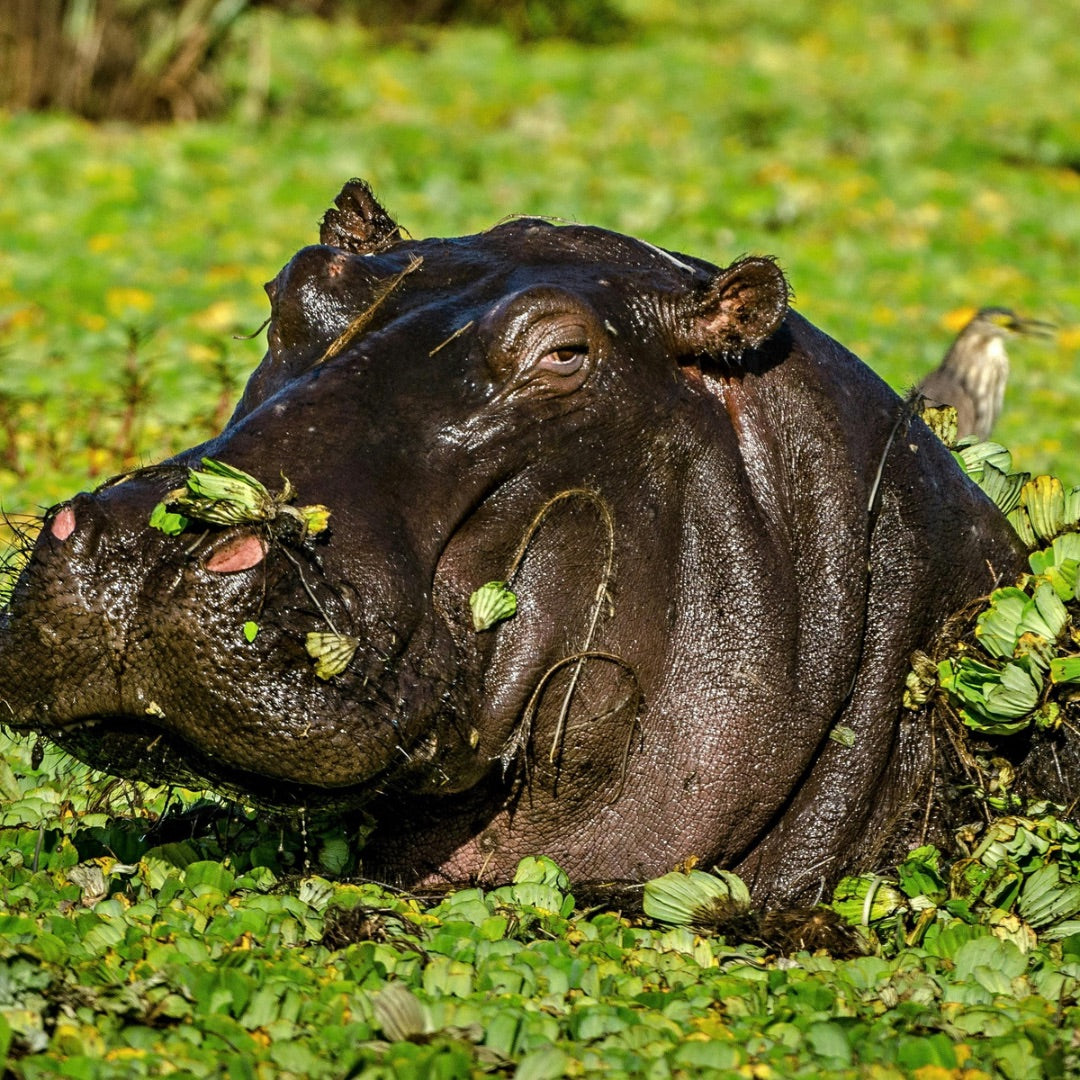 Hippos: Gentle Giants and a Symbol of Environmental Balance – Hippotanicals